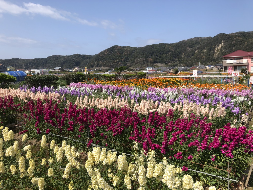 Chiba- Flowerline | My Website